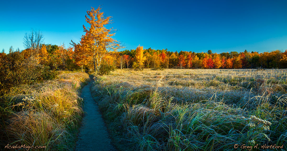 Great Meadows in Acadia National Park - Image 34A1146