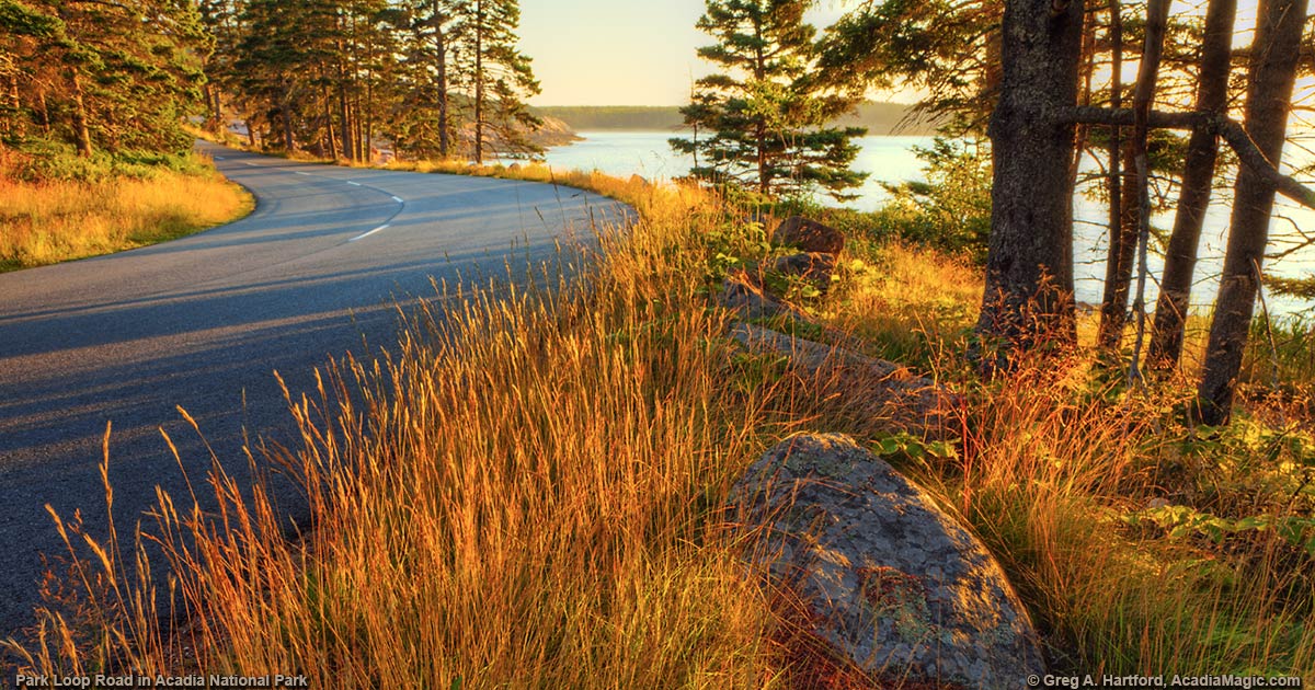 Park Loop Road During Autumn near Otter Cliff