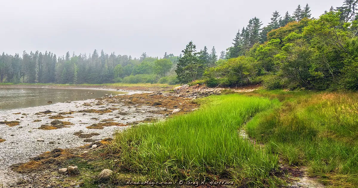 Ship Harbor Nature Trail, Acadia National Park